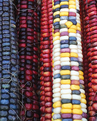 Corn, Painted Mountain – Montana Survival Seed