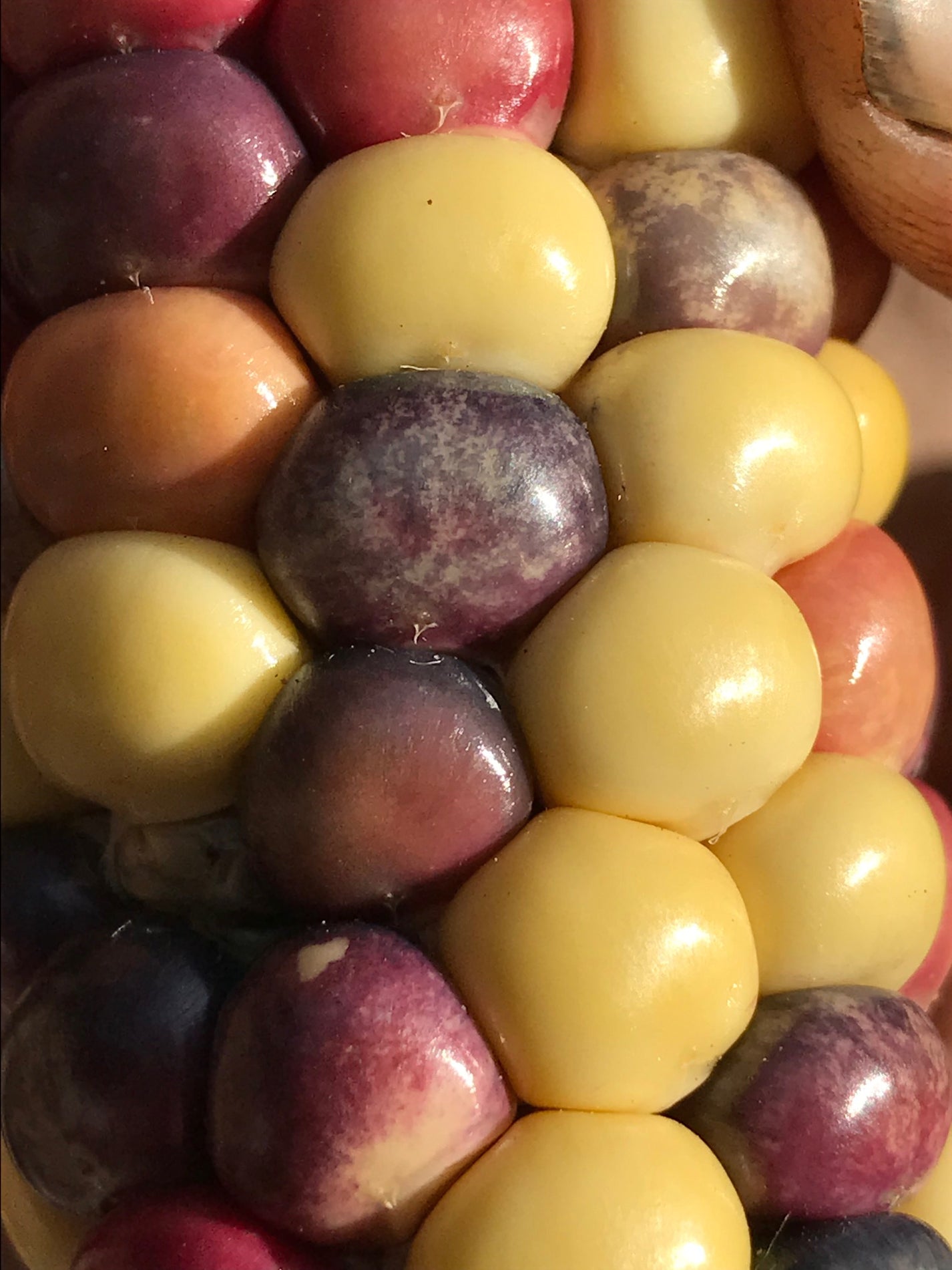 CORN, PAINTED MOUNTAIN – Montana Survival Seed