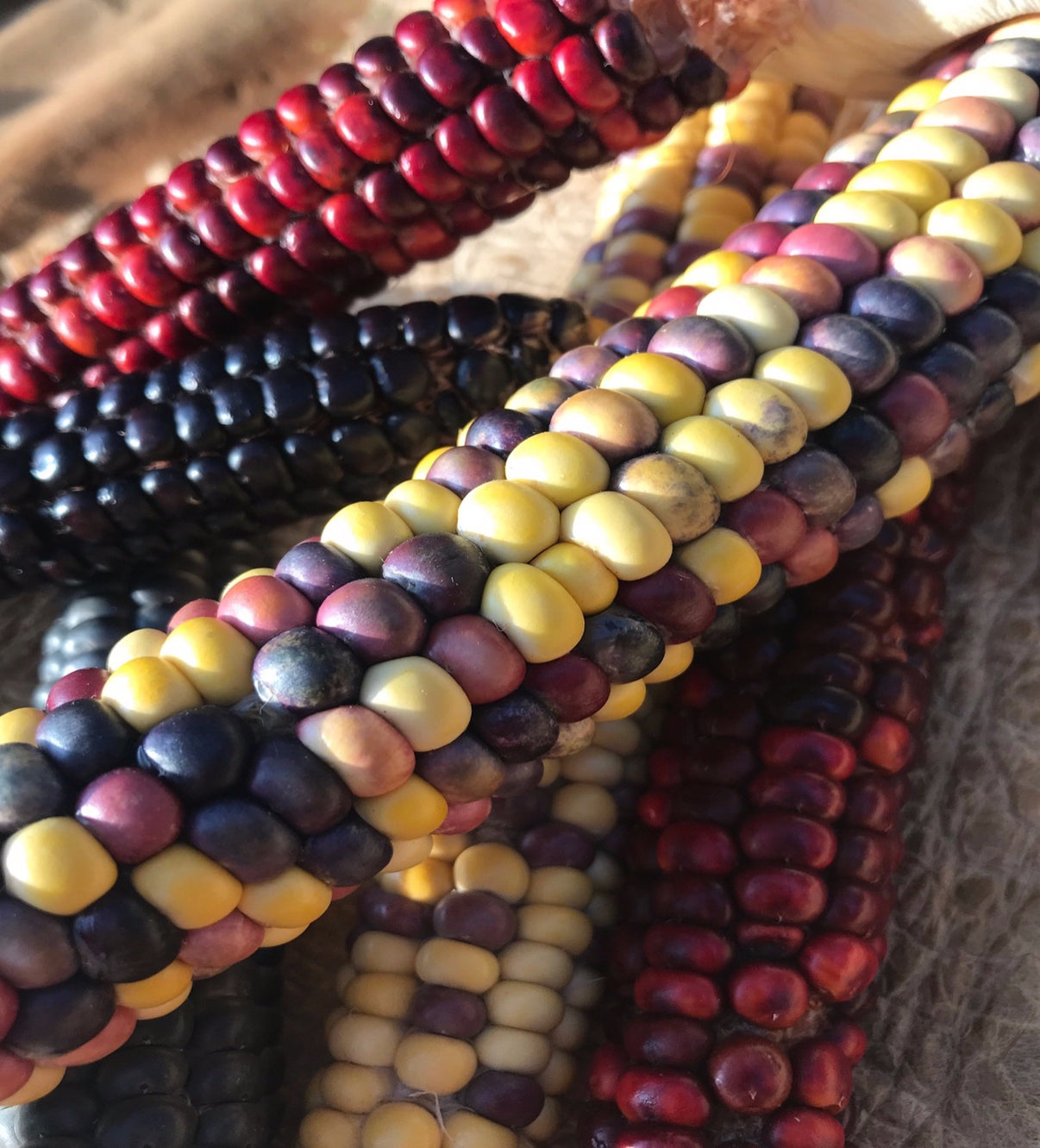 CORN, PAINTED MOUNTAIN – Montana Survival Seed